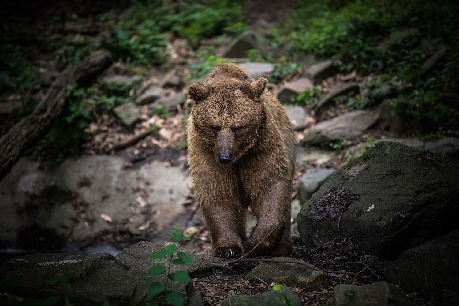 Bears In Mind: creating better conditions and better welfare for bears