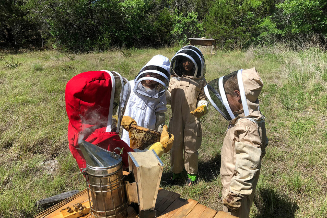 Bees For All: how managed honey bees can play a role in the ...