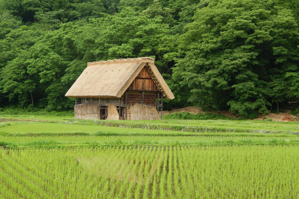 JWCS: wildlife conservation in Japan - challenges of human-animal coexistence