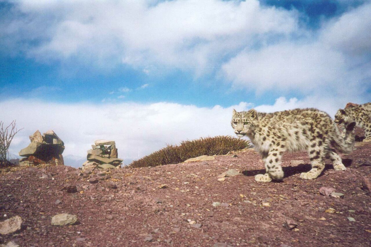 Snow Leopard Conservancy India Trust: Saving an elusive species in India