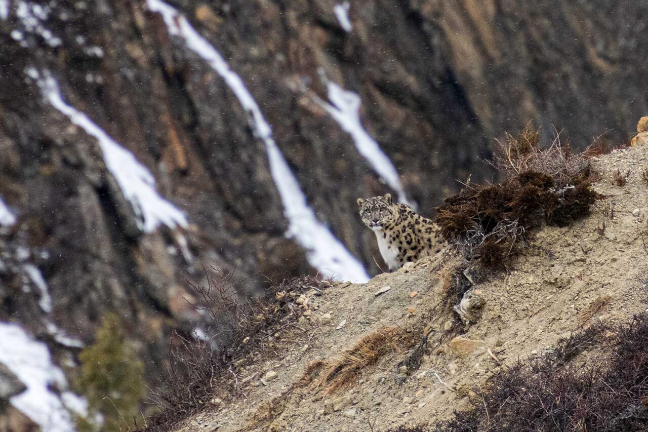 Snow Leopard Sisters: Women at the Frontlines of Himalayan Conservation